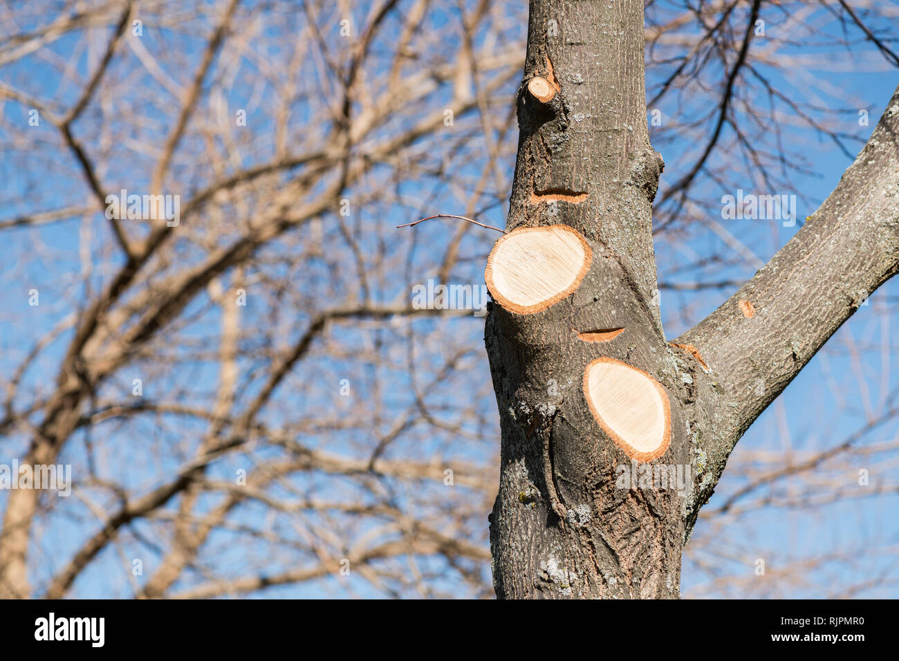 Cut branches of a tree a park in Caceres, Extremadura, Spain Stock ...