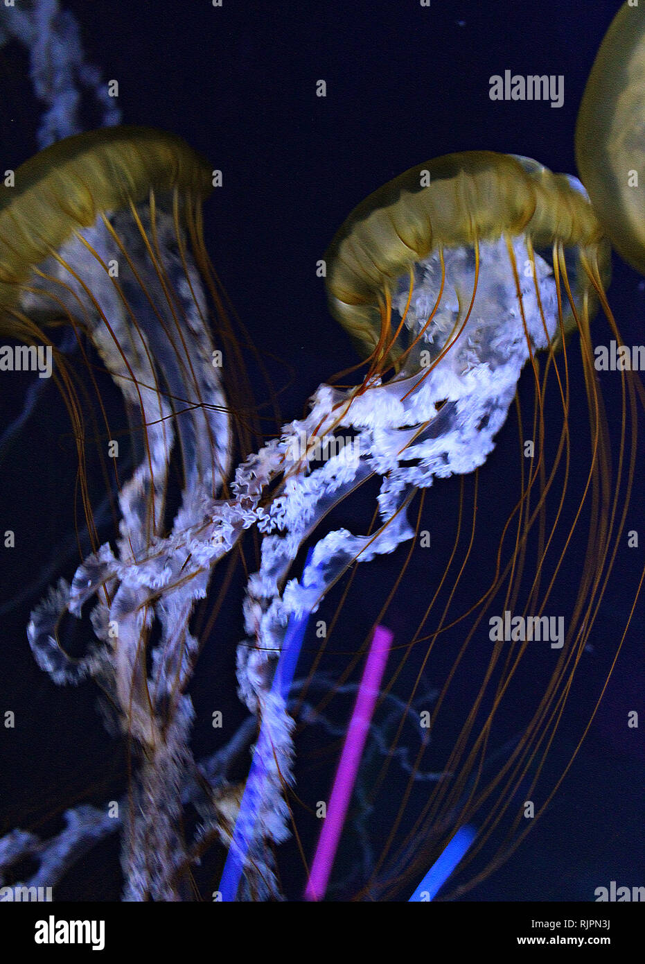 Sea life london aquarium hi-res stock photography and images - Alamy