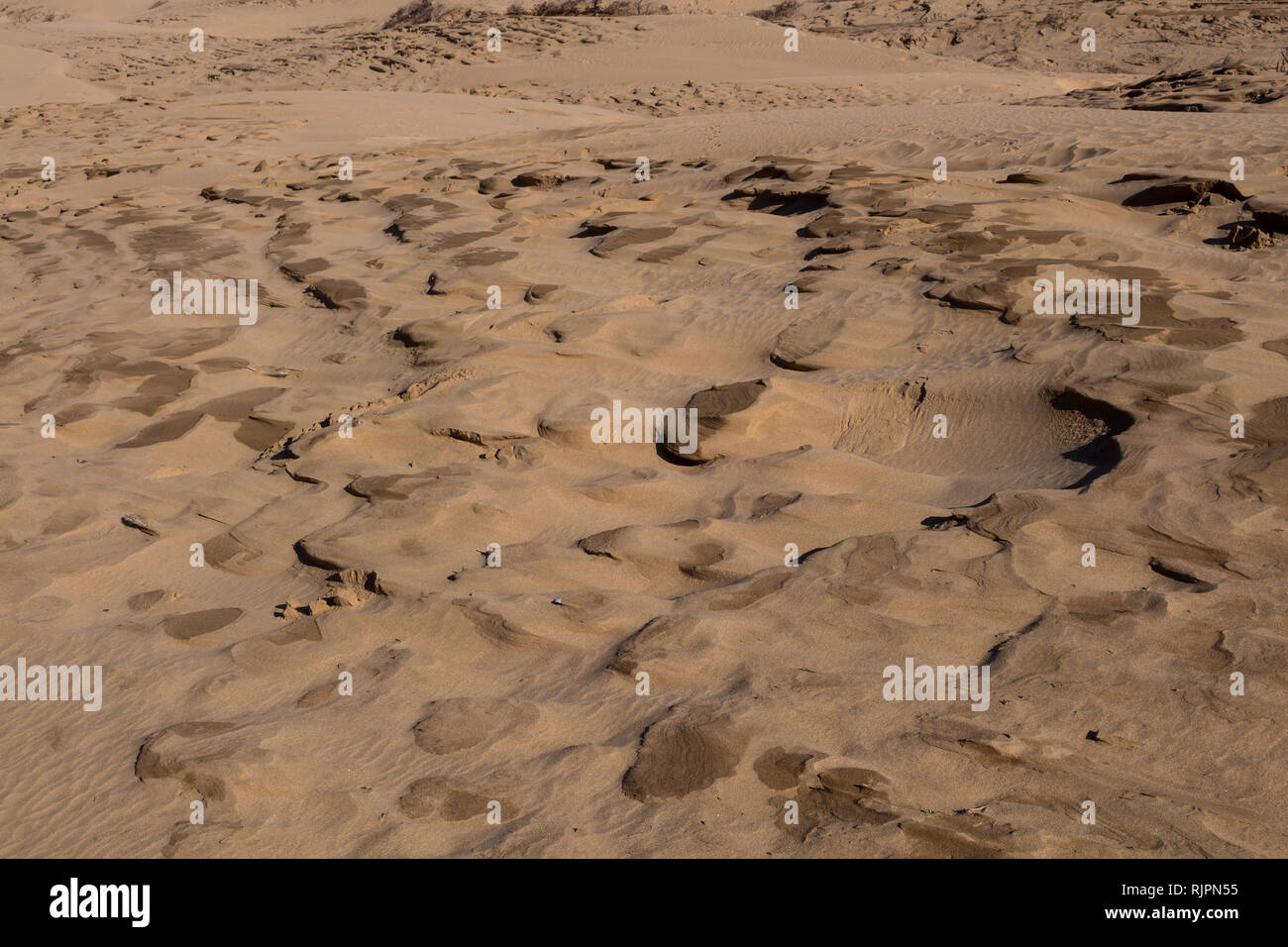 Golden color of the sand dune and its details. Beach in the north of ...