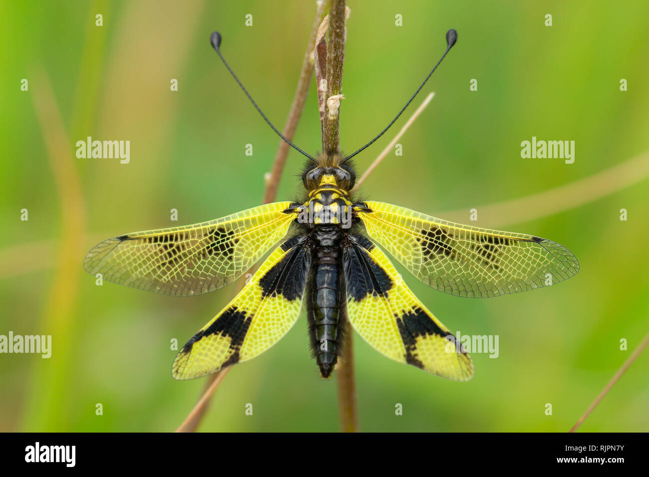 Owlfly hi-res stock photography and images - Alamy