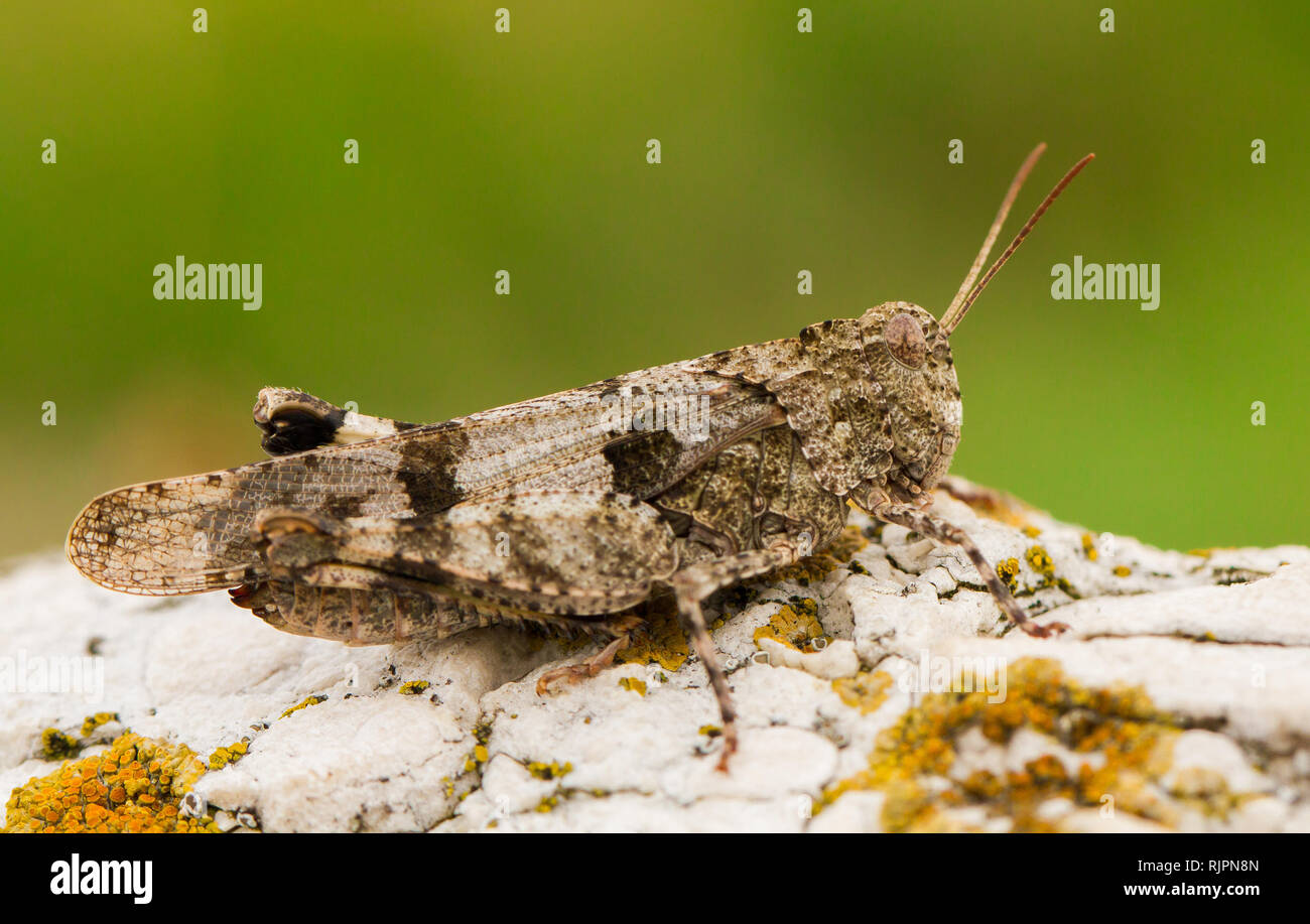 Wildlife macro photo of blue-winged grasshopper Stock Photo - Alamy