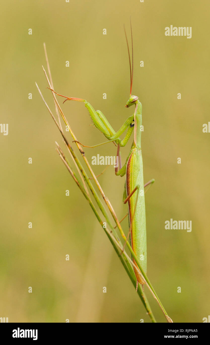 Praying mantis close up insect hi-res stock photography and images - Alamy