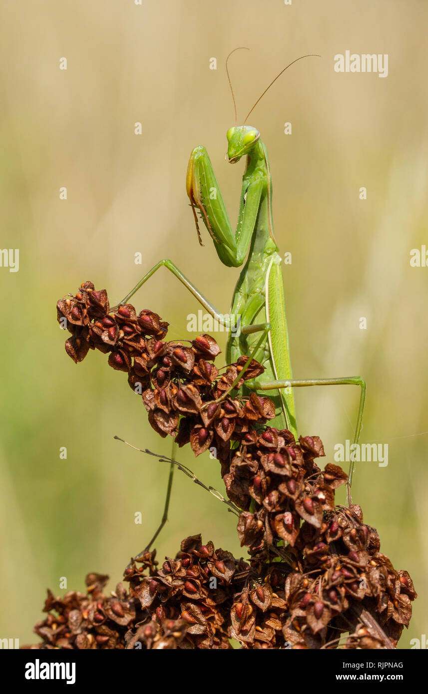 Wildlife macro photo of praying mantis Stock Photo - Alamy