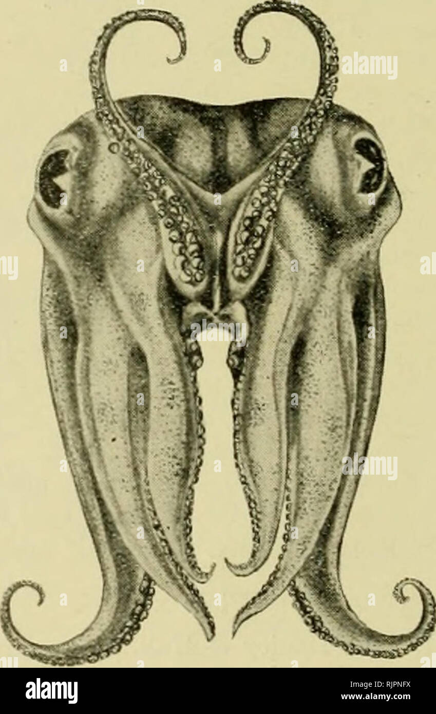 . The Australian zoologist. Zoology; Zoology; Zoology. 186 THE CUTTLE ...