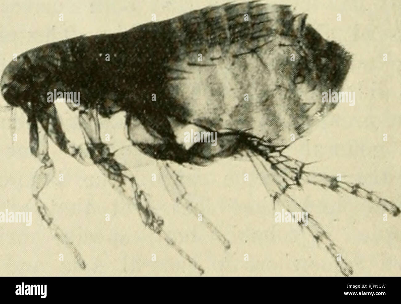 . The Australian Museum magazine. Natural history. Mouse Flea ...