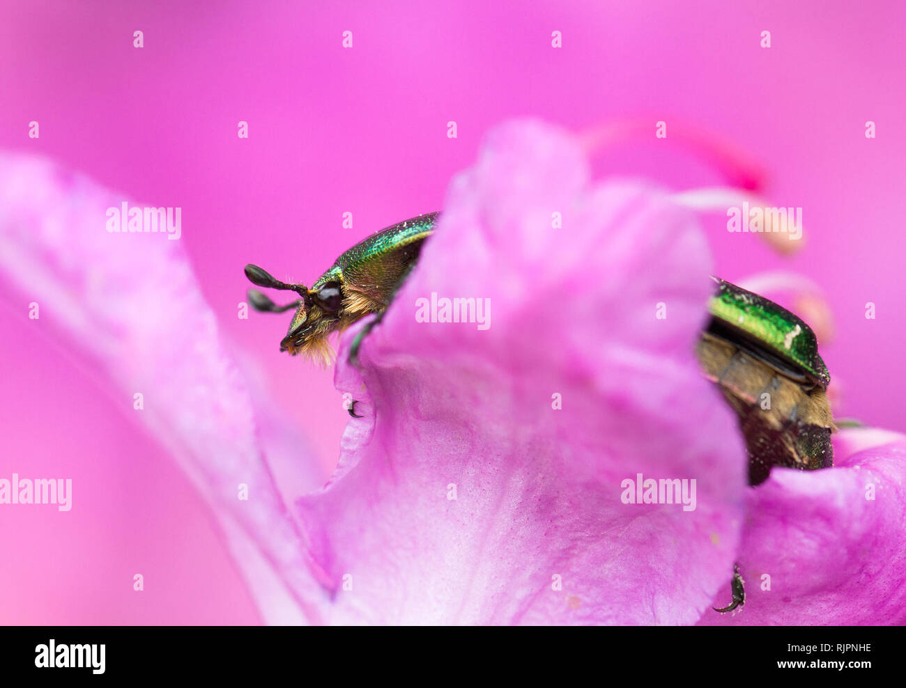 Wildlife macro photo of Rose chafer beetle Stock Photo - Alamy