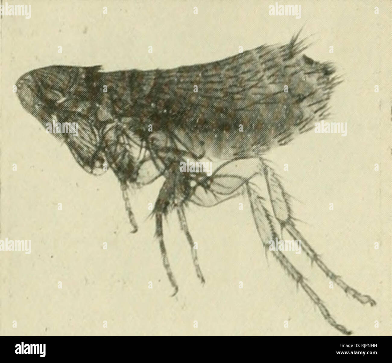 . The Australian Museum magazine. Natural history. 116 THE AUSTRALIAN ...