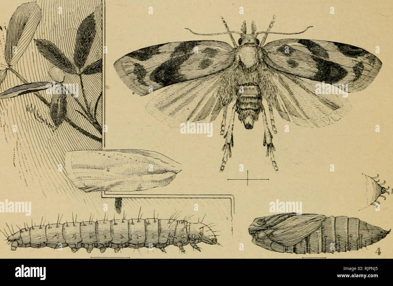 . Australian insects. Insects. 276 LEPIDOPTERA. the Hunter Kiver ...