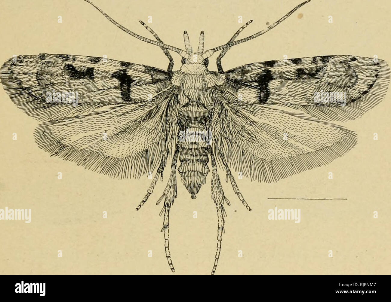 . Australian insects. Insects. LEPIDOPTERA. 275 and markings are very ...
