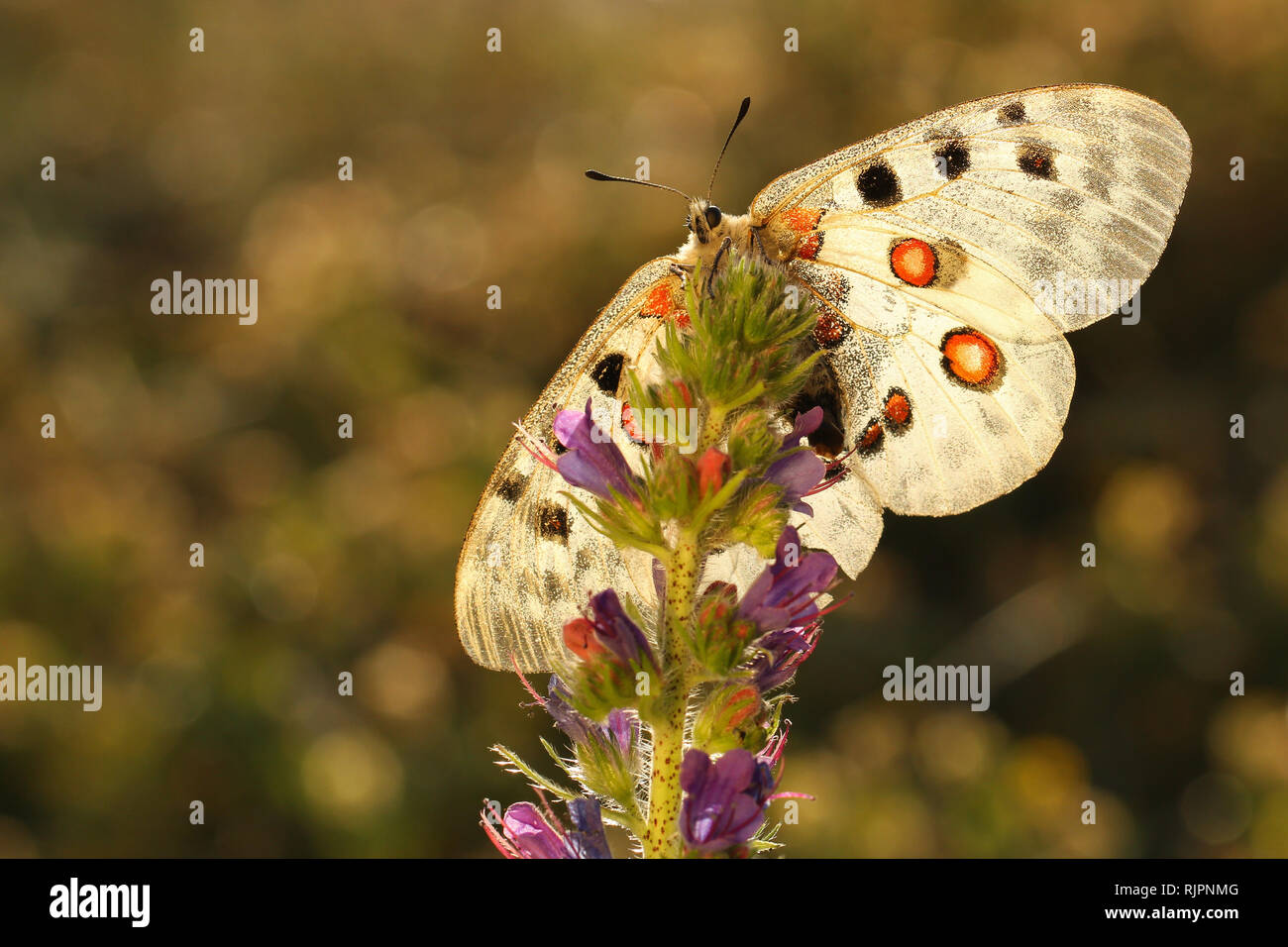 Wildlife macro photo of Apollo Buterfly Stock Photo - Alamy