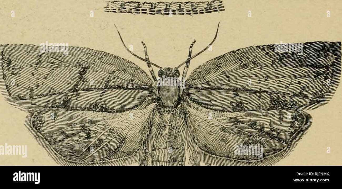 Bell moth High Resolution Stock Photography and Images - Alamy