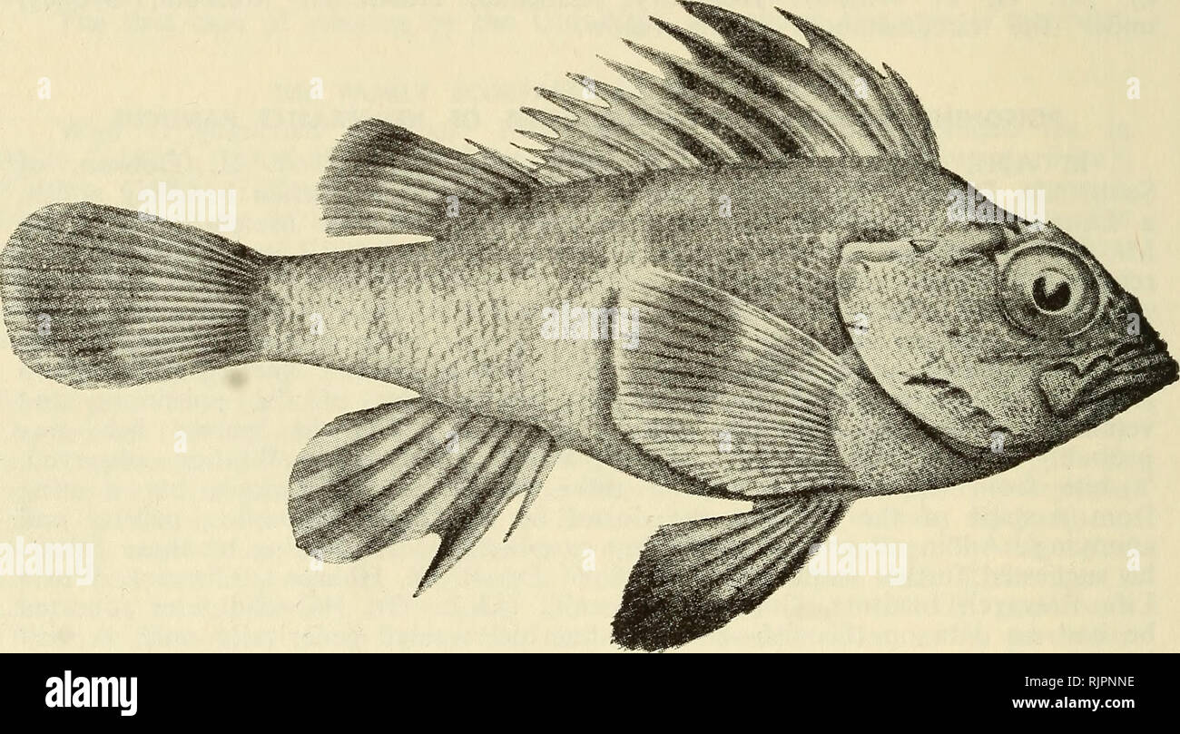 E dobson hi-res stock photography and images - Alamy