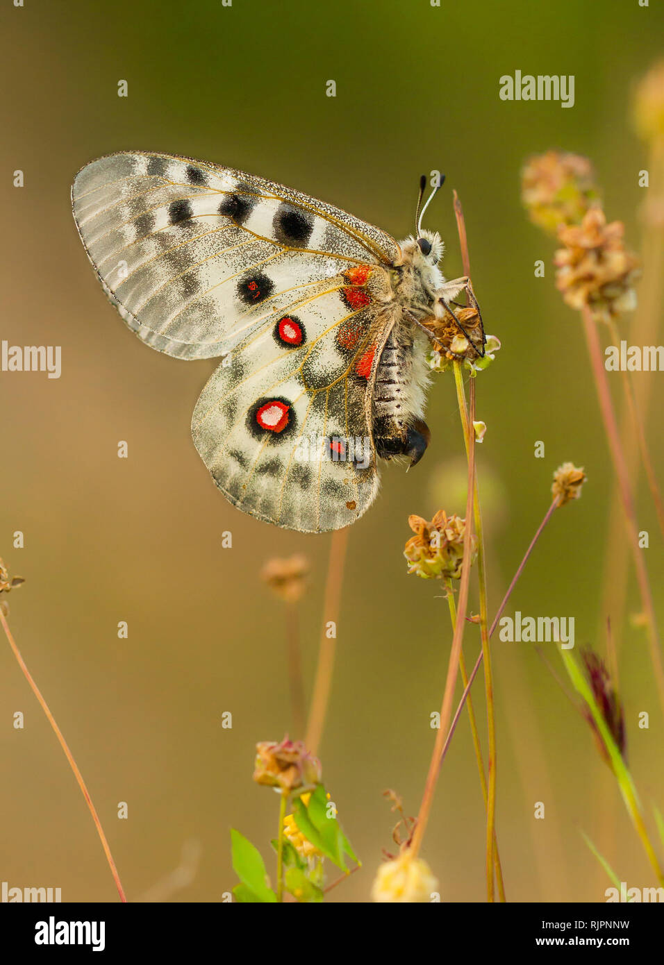 Wildlife macro photo of Apollo Buterfly Stock Photo - Alamy