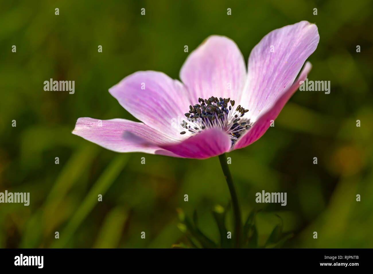 Pink anemone flower hi-res stock photography and images - Alamy