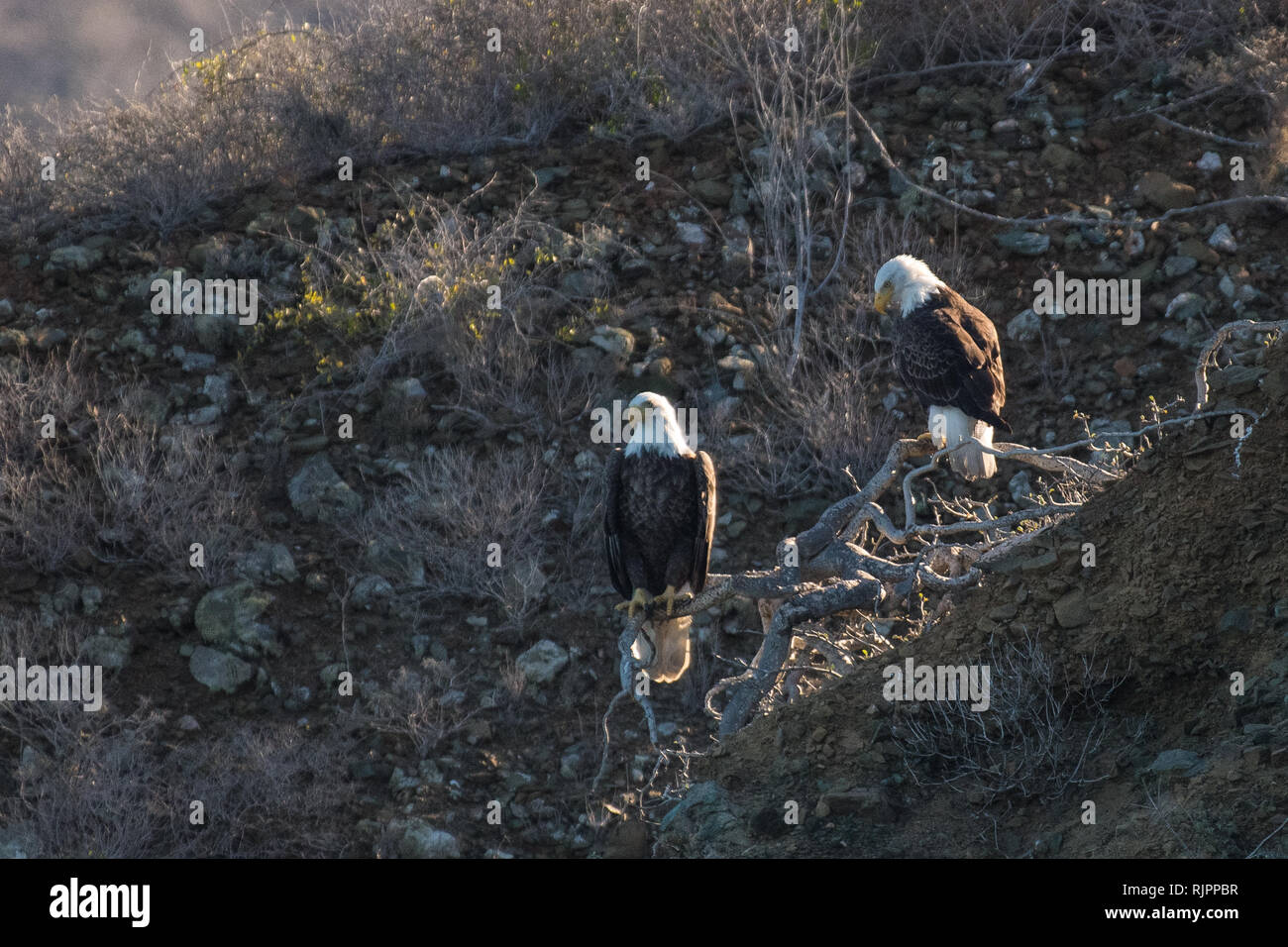 Mexican Bald Eagles on tree roots, San Carlos, Baja California Sur ...