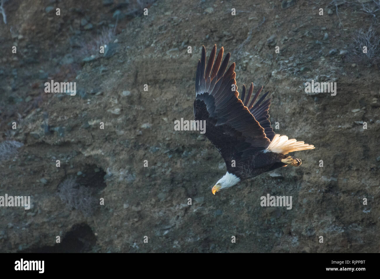 Mexican Bald Eagle taking off, San Carlos, Baja California Sur, Mexico ...