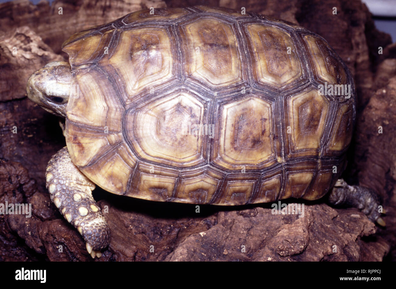 Kinixys belliana hi-res stock photography and images - Alamy