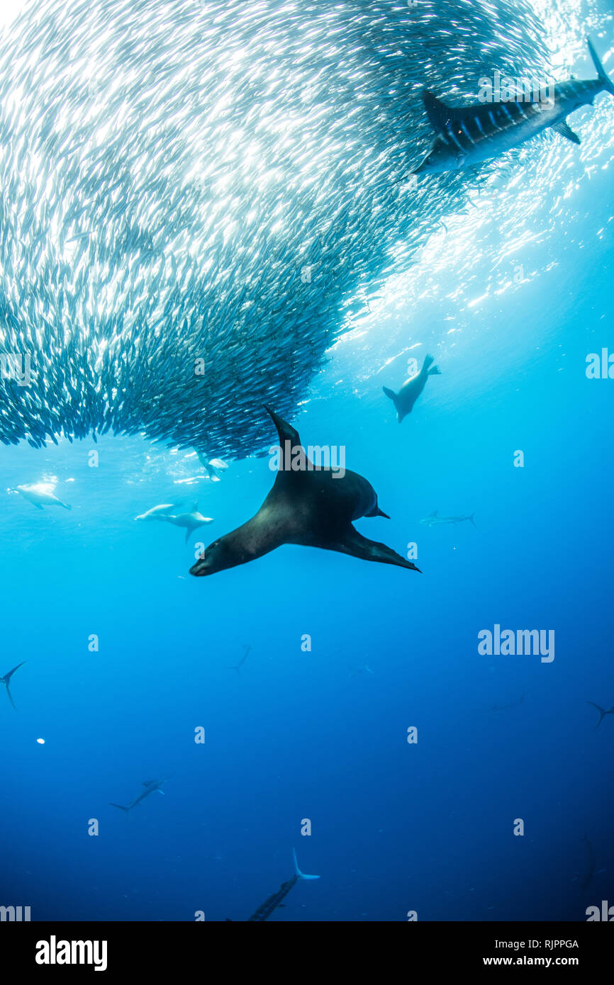 Striped marlin hunting mackerel and sardines, joined by sea lions Stock ...