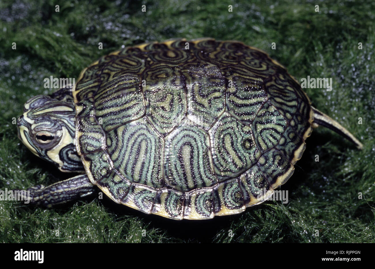 Pond slider (Trachemys scripta scripta Stock Photo - Alamy