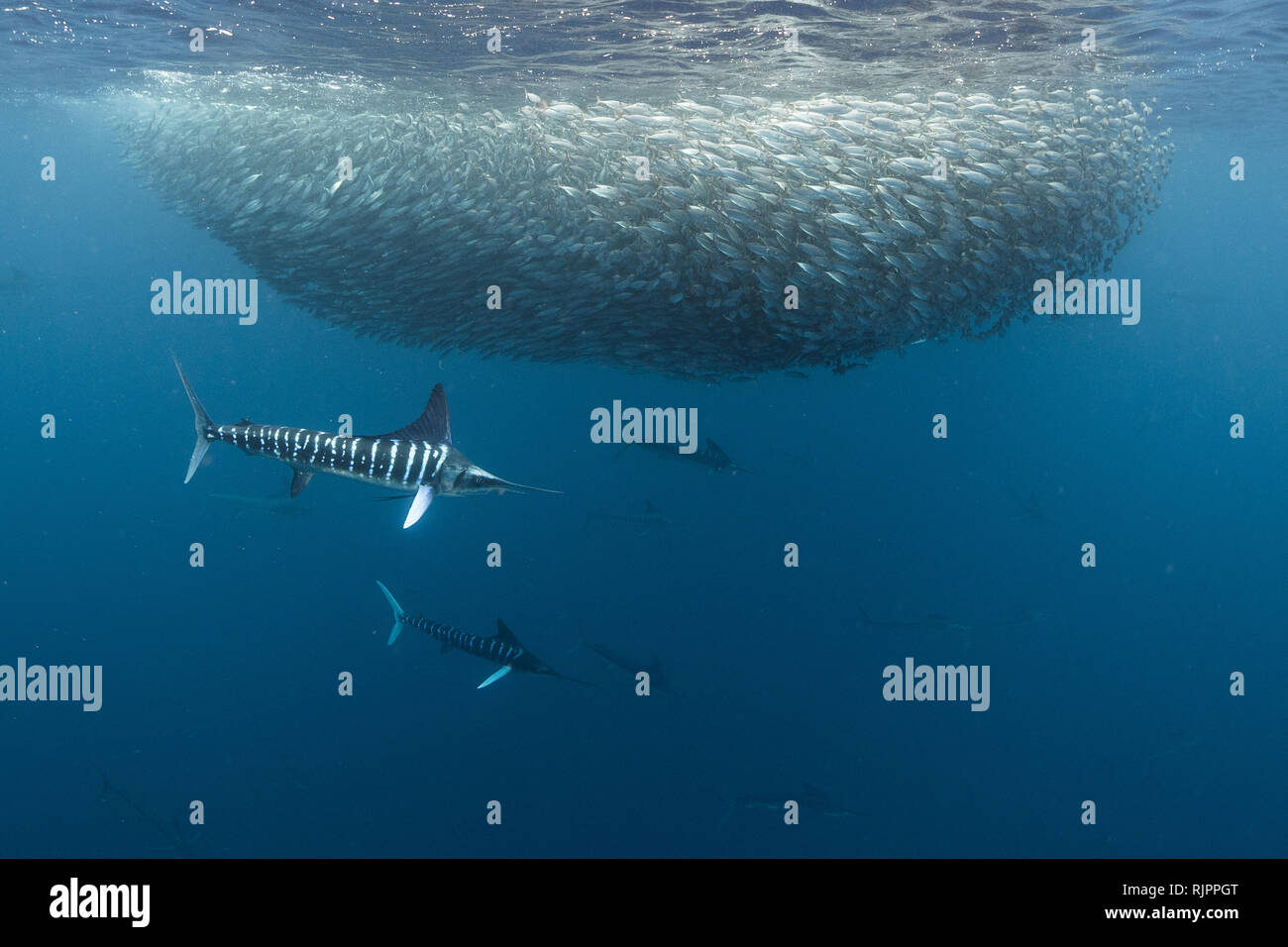 Striped marlin hunting mackerel and sardines Stock Photo - Alamy