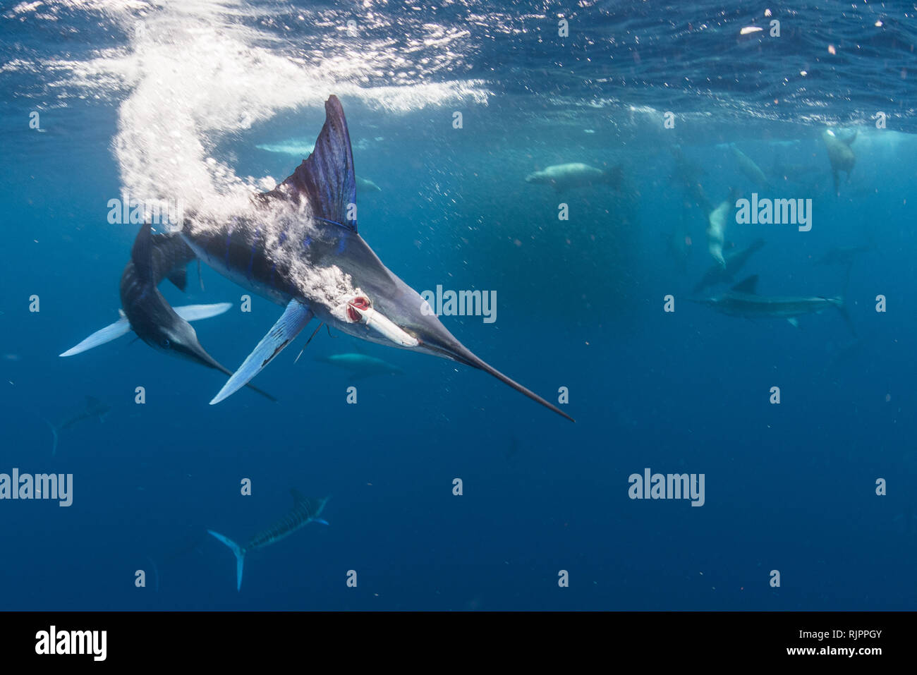 Striped marlin hunting mackerel and sardines, joined by sea lions Stock ...