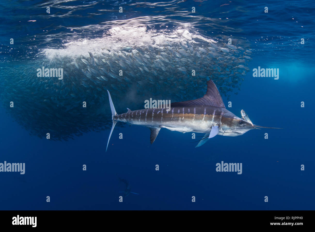 Striped Marlin Jumping