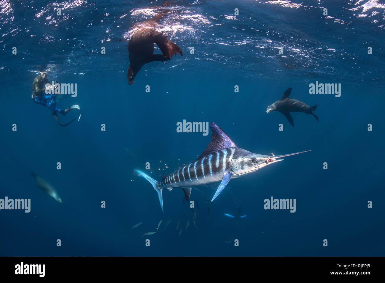 Striped marlin hunting mackerel and sardines, joined by sea lions ...