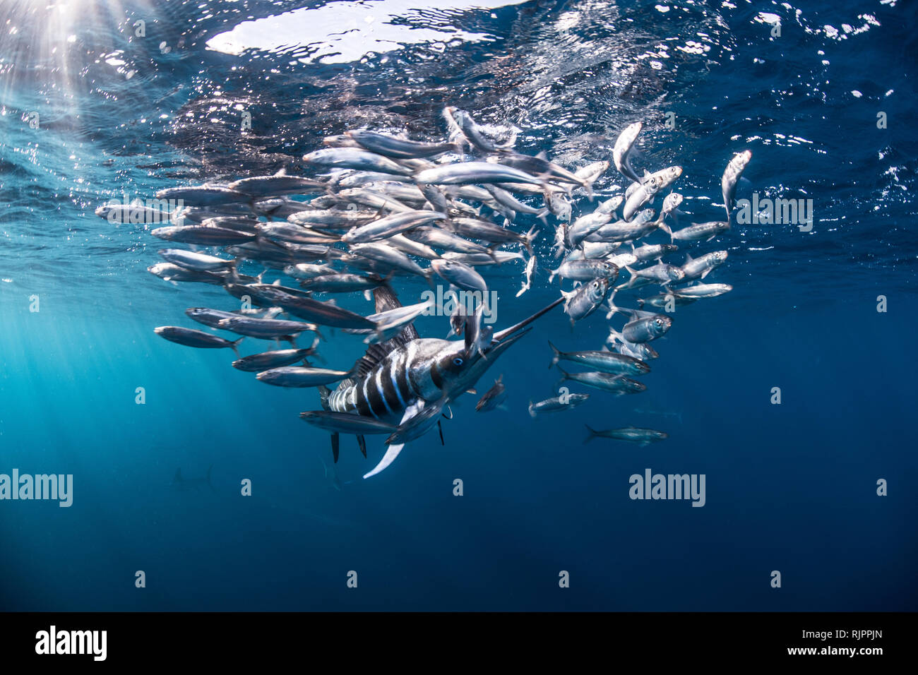 Striped marlin hunting mackerel and sardines Stock Photo - Alamy