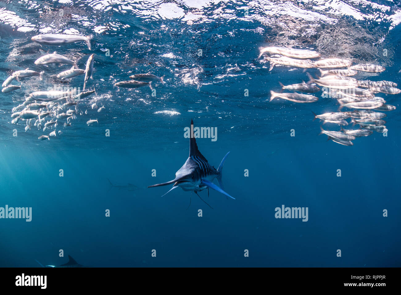 Striped marlin hunting mackerel and sardines Stock Photo - Alamy