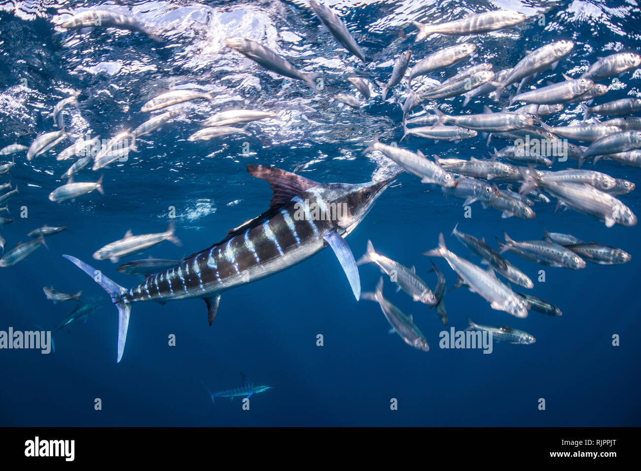 Striped marlin hunting mackerel and sardines Stock Photo - Alamy
