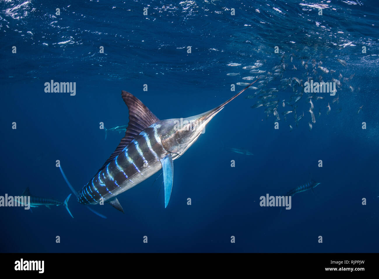 Striped marlin hunting mackerel and sardines Stock Photo - Alamy