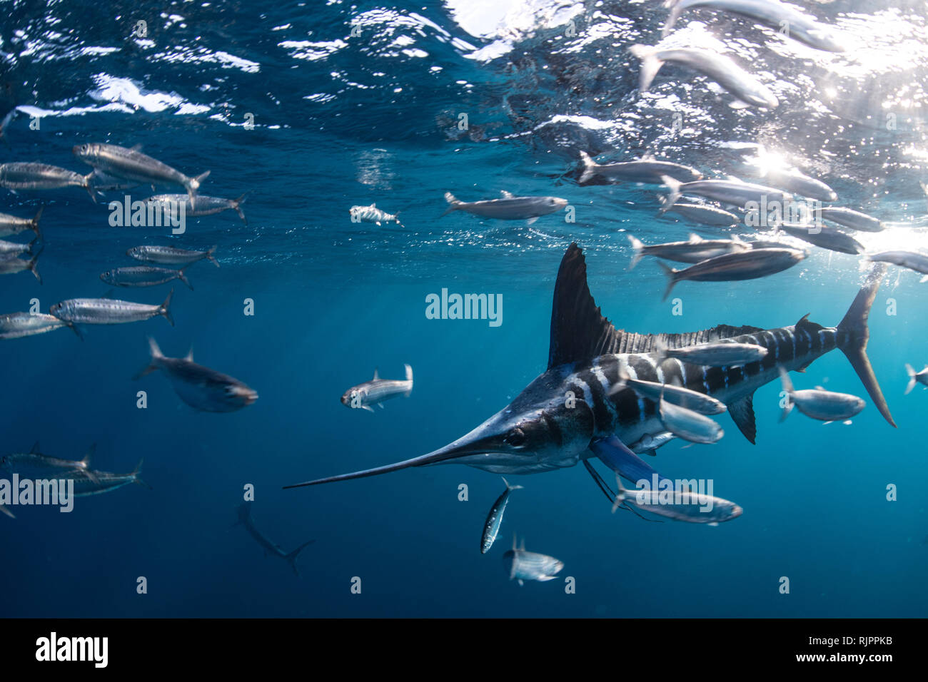 Striped marlin hunting mackerel and sardines Stock Photo - Alamy