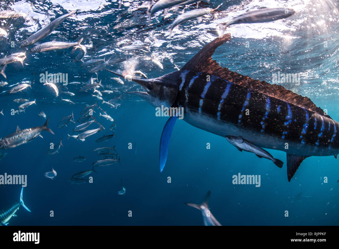 Striped marlin hunting mackerel and sardines Stock Photo - Alamy