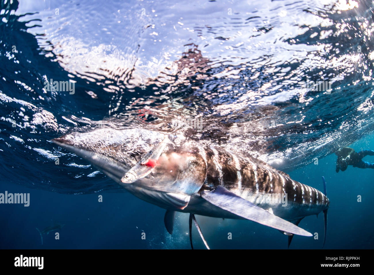 Striped marlin hunting mackerel and sardines, photographed by diver ...