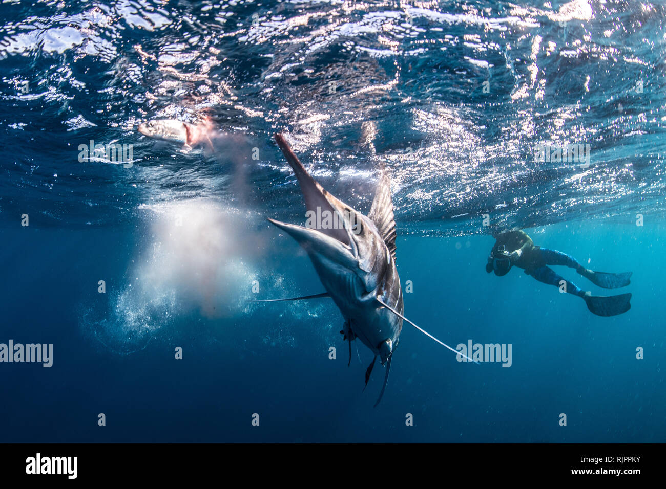 Striped marlin hunting mackerel and sardines, photographed by diver ...