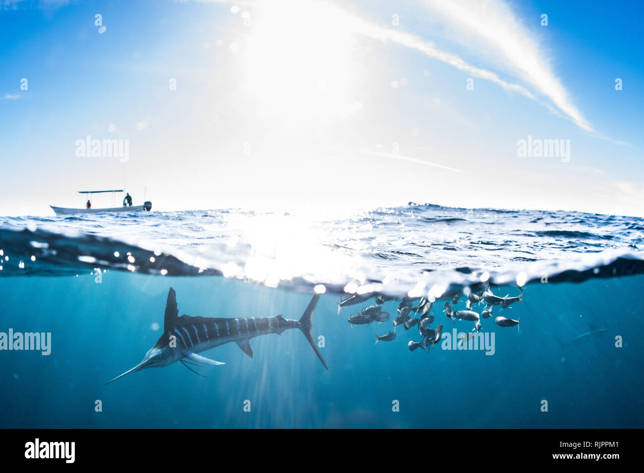 Striped marlin hunting mackerel and sardines Stock Photo - Alamy