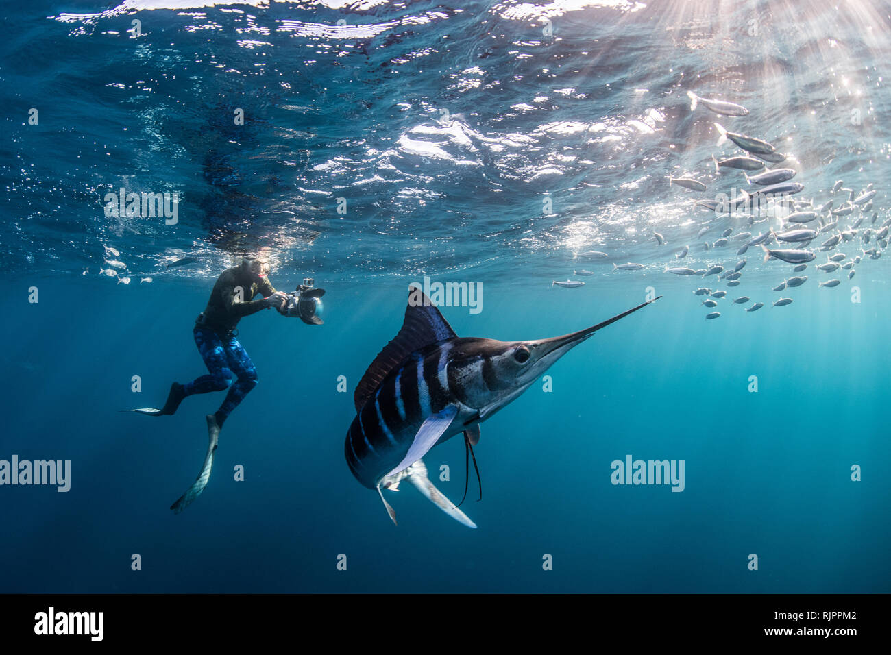 Striped marlin hunting mackerel and sardines, photographed by diver ...