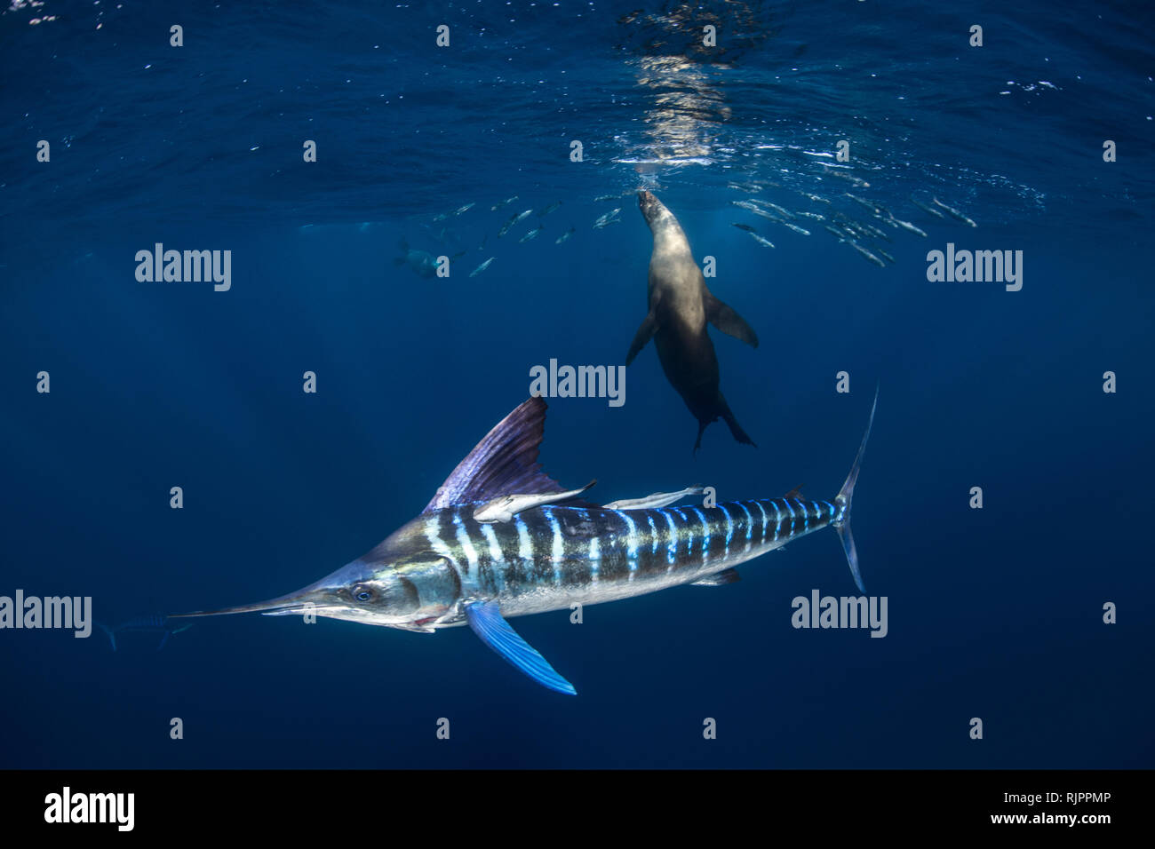 Striped marlin hunting mackerel and sardines, joined by sea lion Stock ...