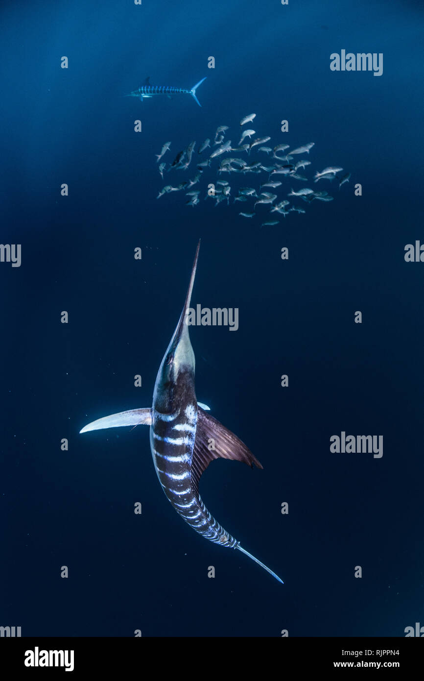 Striped marlin hunting mackerel and sardines Stock Photo - Alamy