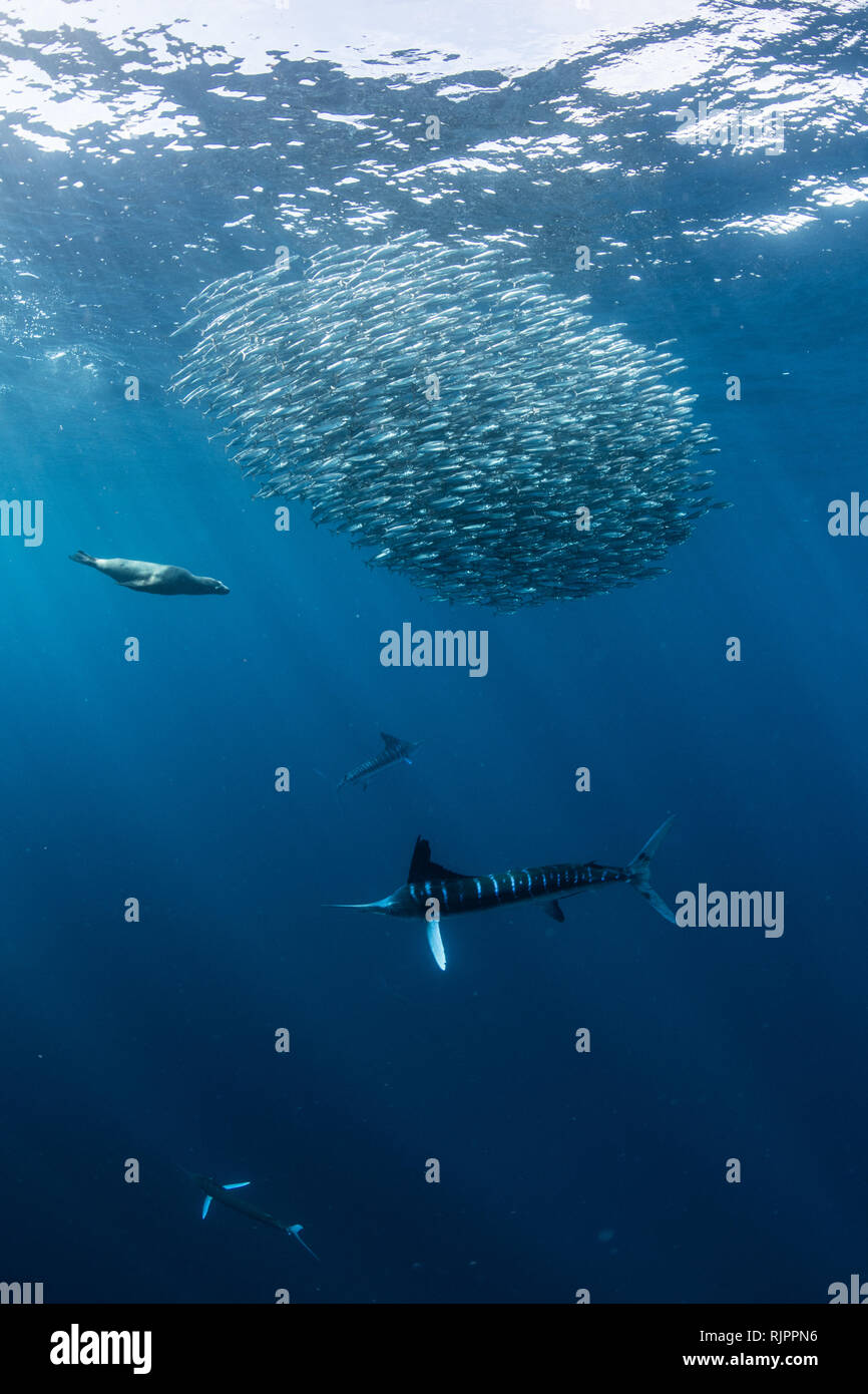 Striped marlin hunting mackerel and sardines, joined by sea lion Stock ...