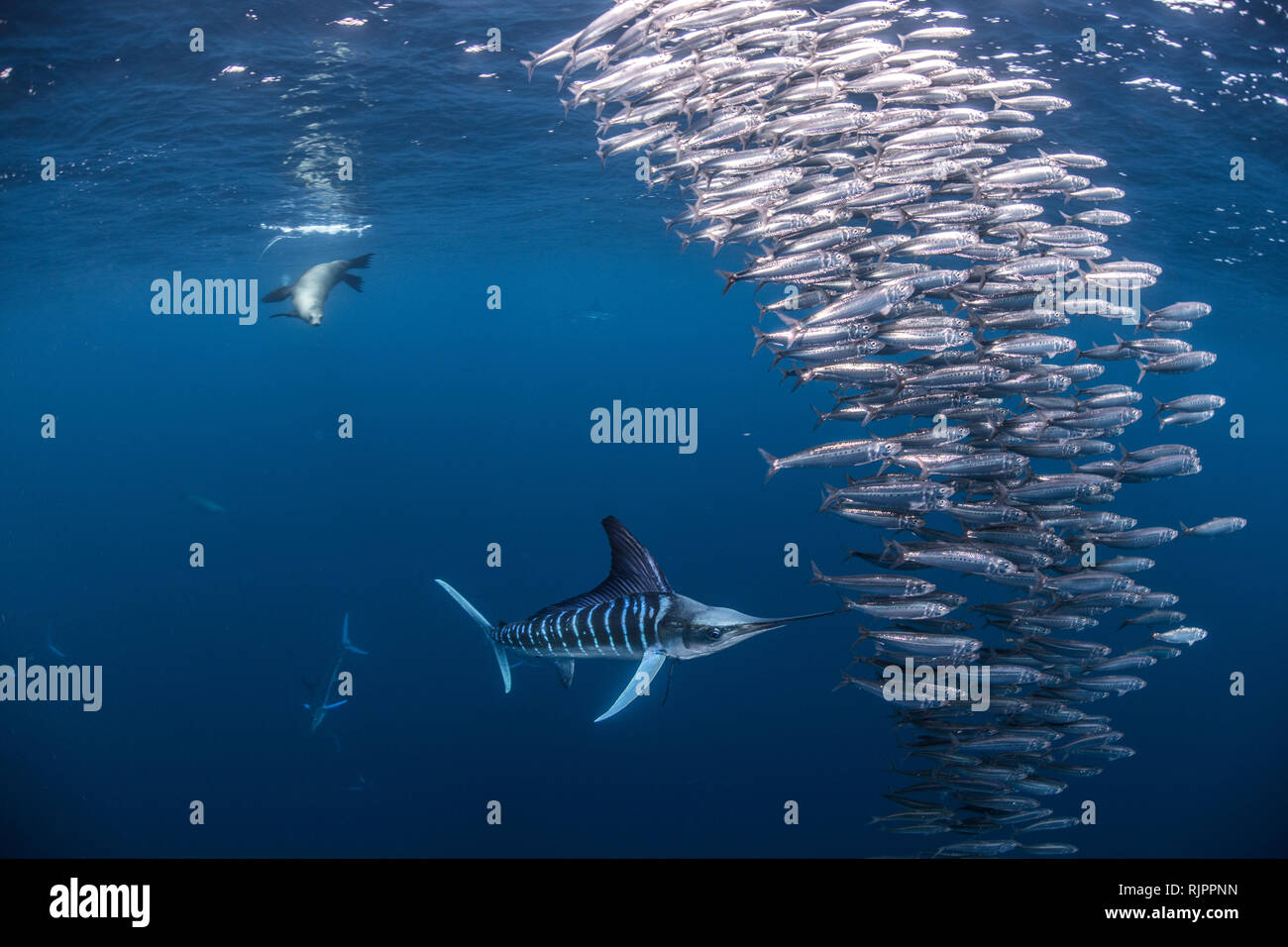 Striped marlin hunting mackerel and sardines, joined by sea lion Stock ...