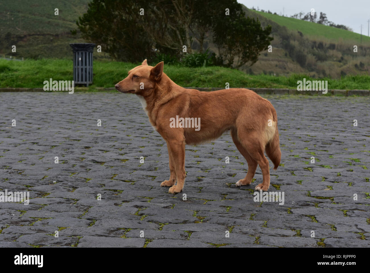 Mixed breed red rescue dog that resembles a fox Stock Photo - Alamy
