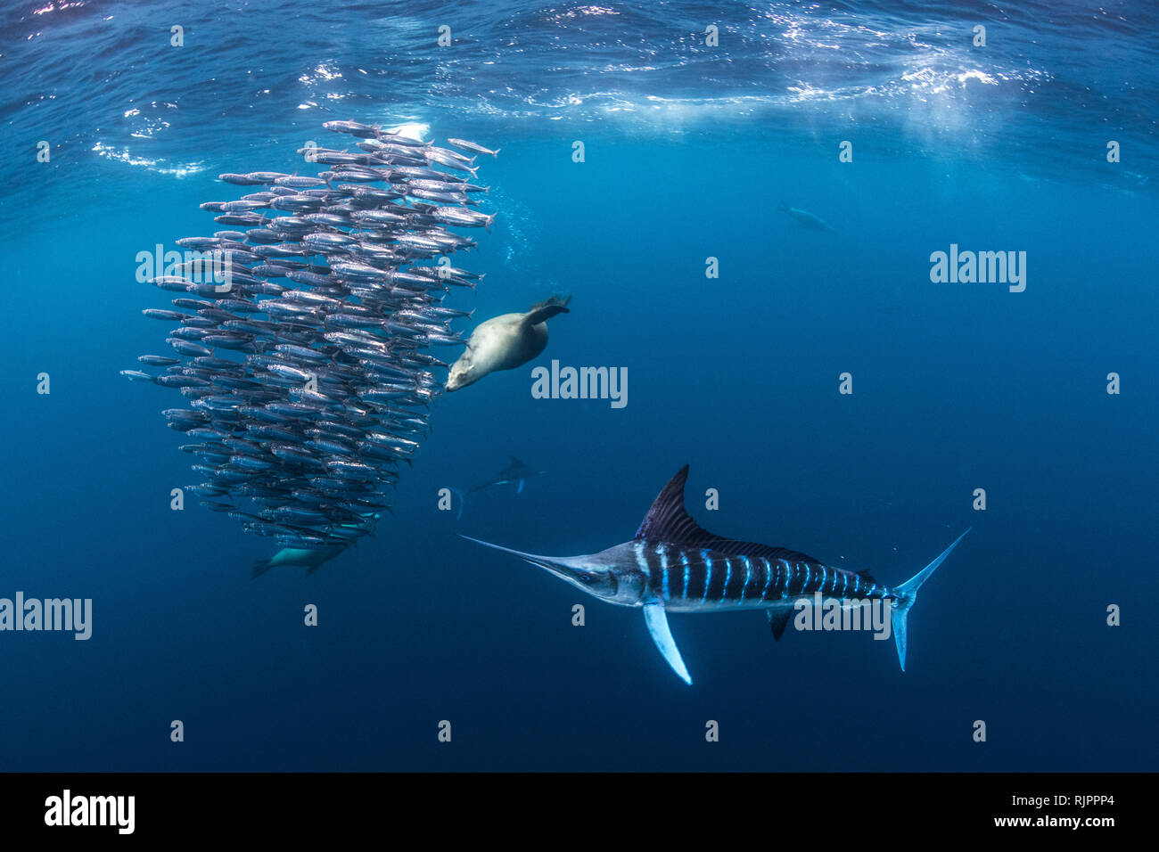 Striped marlin hunting mackerel and sardines, joined by sea lion Stock ...