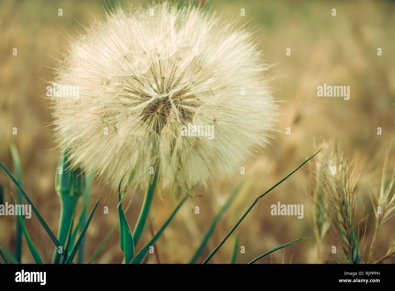 fluffy dandelion grows in the summer garden Stock Photo - Alamy