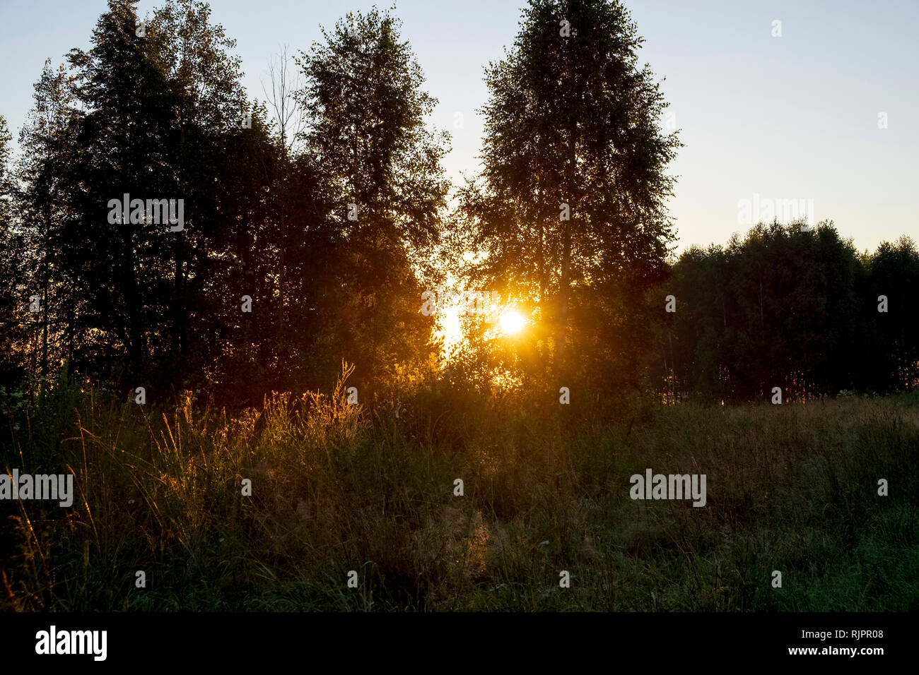 Backlit trees hi-res stock photography and images - Alamy