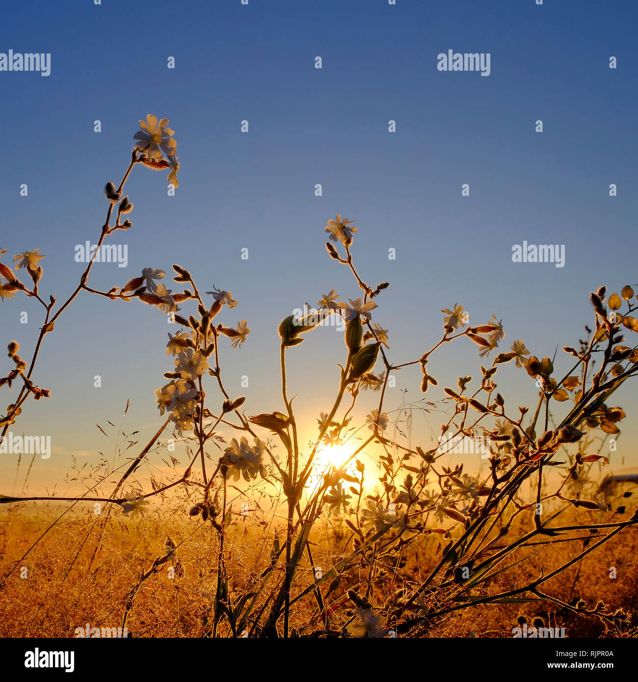 Detail of backlit wildflowers in wheat field at sunset Stock Photo - Alamy