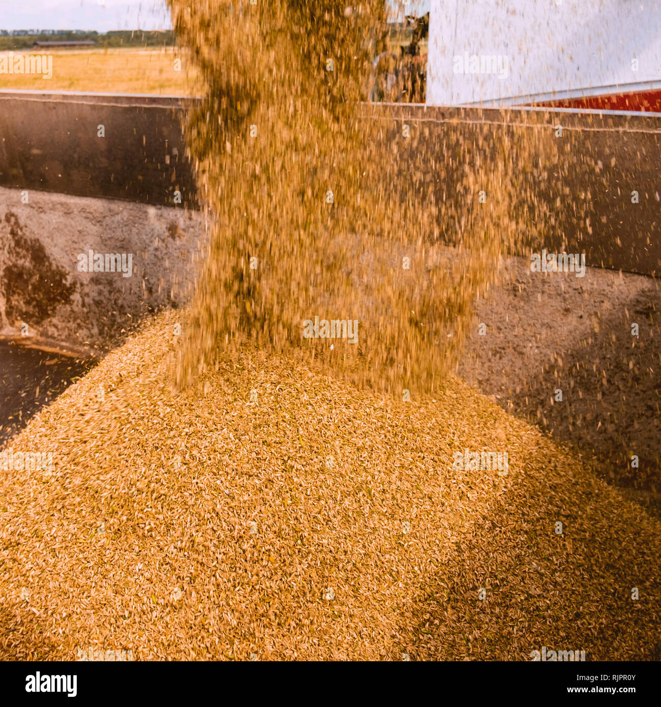 Cereal grain pouring from combine harvester into truck, detail Stock ...