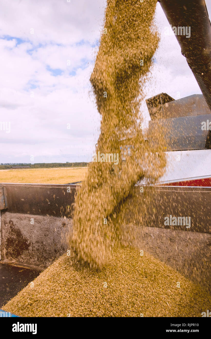 Cereal grain pouring from combine harvester into truck, detail Stock ...