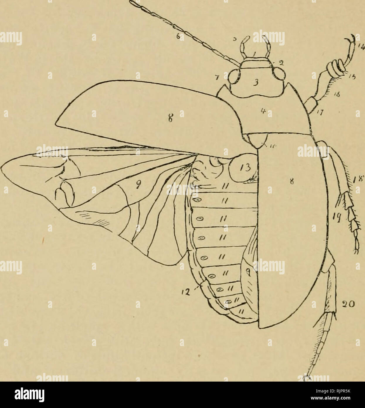 Carnivorous water beetles hi-res stock photography and images - Alamy