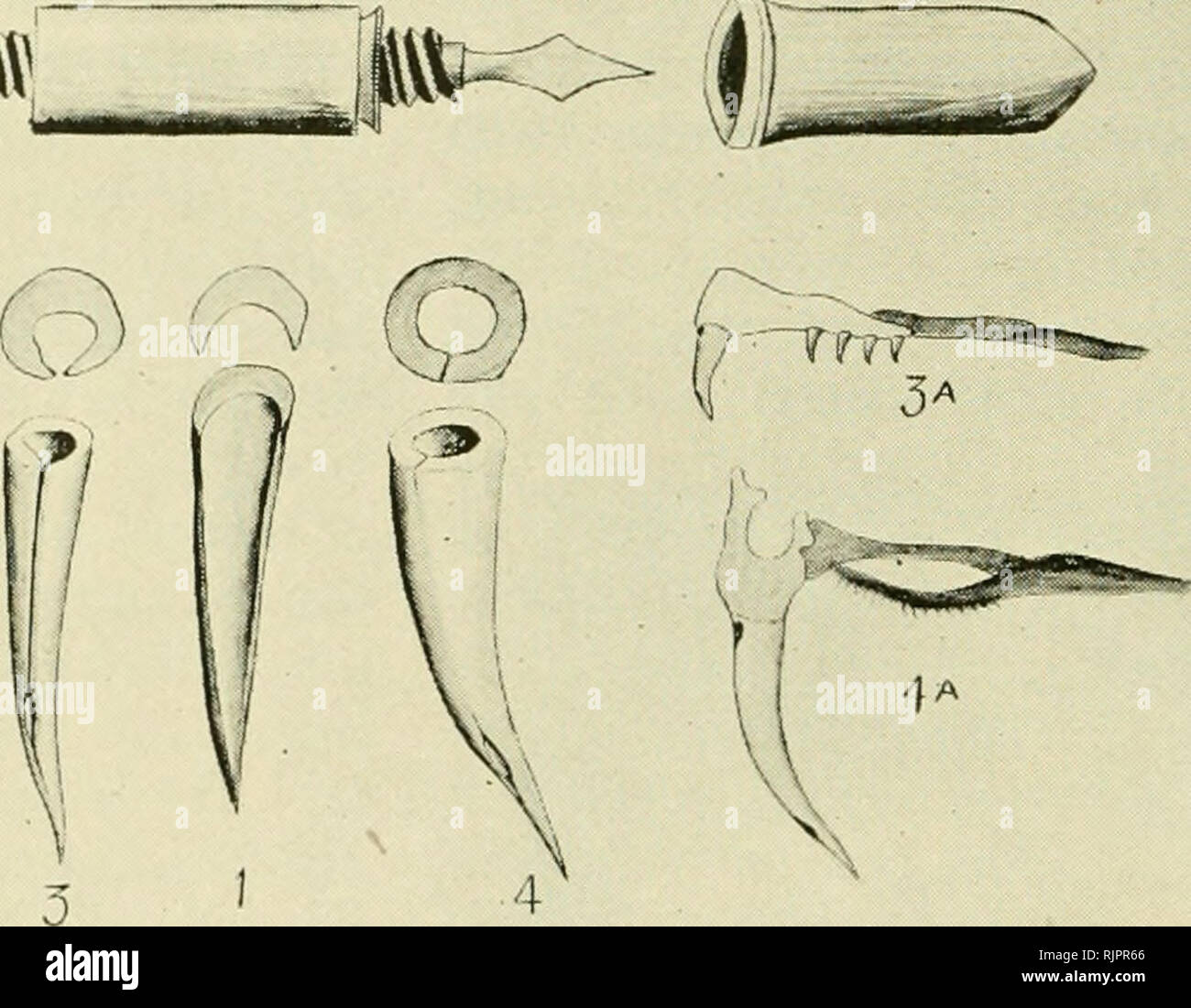 . The Australian Museum magazine. Natural history. POISON APPARATUS OF ...